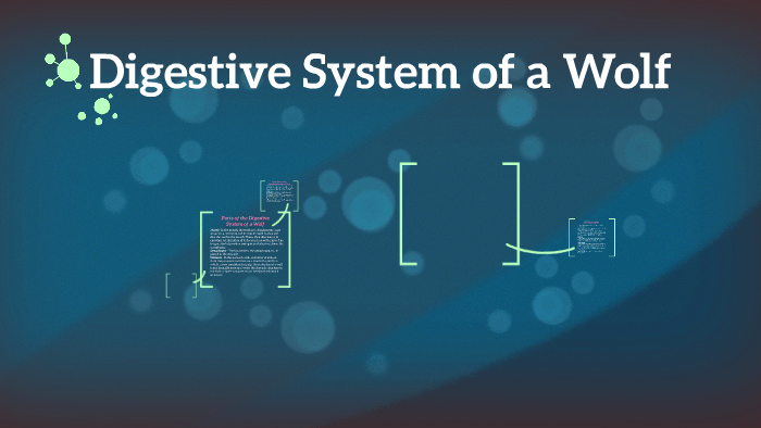 Digestive System of a Wolf by Christina Zahra on Prezi
