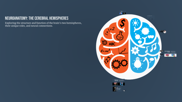 Neuroanatomy: The Cerebral Hemispheres by Ashlyn Calhoun on Prezi