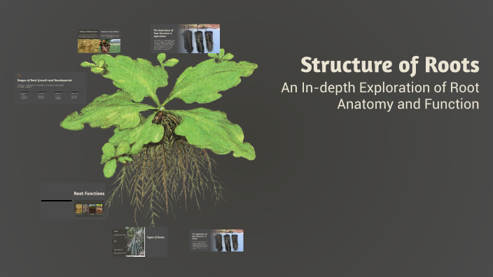 Structure of Roots by hey7777777 hey7777777 on Prezi