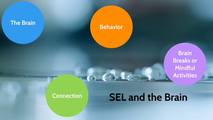 SEL and the Brain by Brandie Stone on Prezi