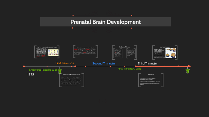 Prenatal Brain Development by Chris Bloodoff