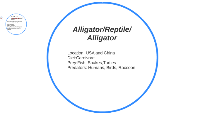 Alligator by ali magiera on Prezi