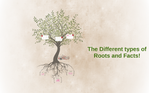 The Different types of Roots! by kierra tapp on Prezi