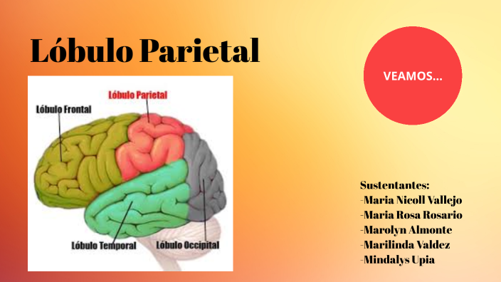 Lóbulo Parietal by Marolyn Prisila Almonte on Prezi