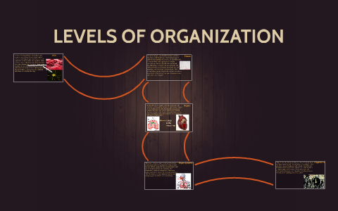 Levels of Organization by Charlie Wagner on Prezi