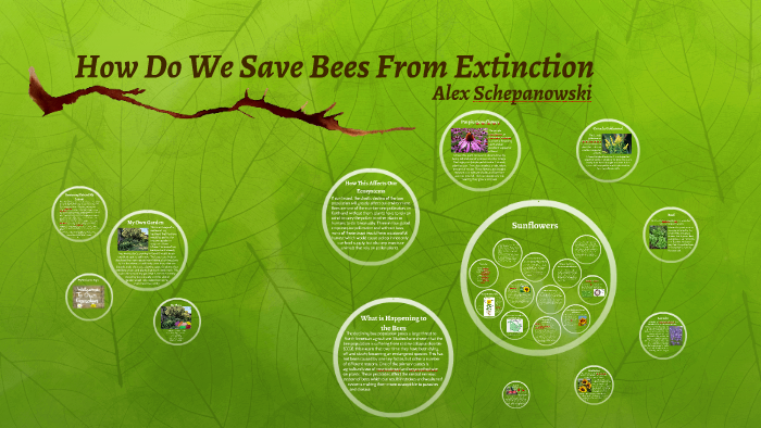How Do We Save Bees From Extinction by Alex Schepanowski on Prezi