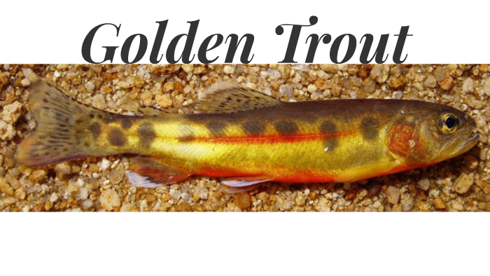 Golden Trout by Amanda Vong on Prezi