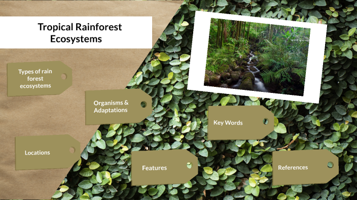 Ecosystem presentation by Courtney Matthews on Prezi