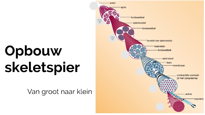 De skeletspier - van groot naar klein by Jesse van Dorst on Prezi