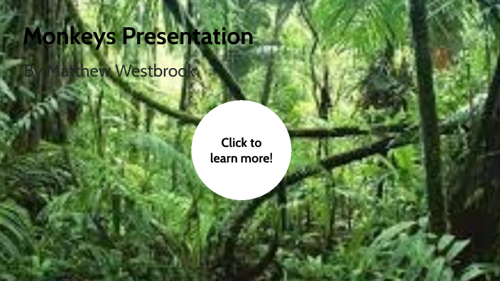 Monkeys Presentation by Matthew Westbrook on Prezi