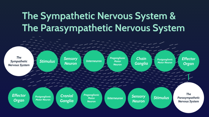 The SNS and the PNS by Noa Kroyter on Prezi