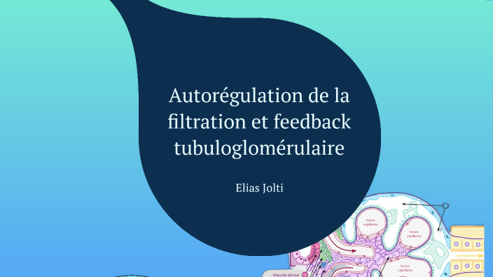 Autorégulation de la filtration et feedback tubuloglomérulaire by Elias Jolti on Prezi