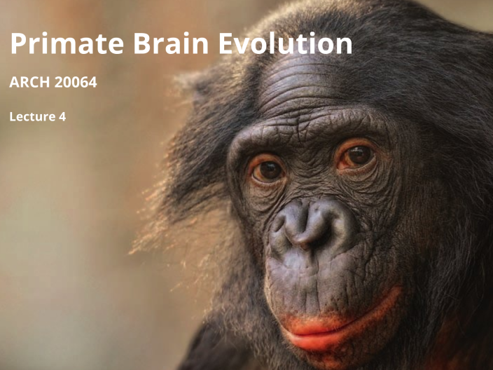 22_HSE 4a Primate Brain Evolution by Kit Opie on Prezi