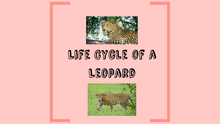Life Cycle of a Leopard by Morgan Miller on Prezi
