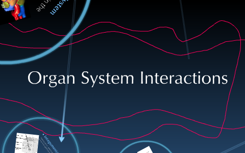 Organ System Interactions by Jake Walzel on Prezi