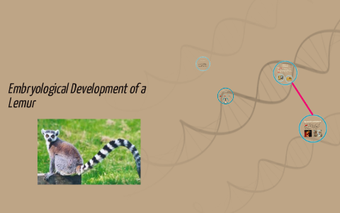 Embryological development of a lemur by kyle mcglothlin on Prezi