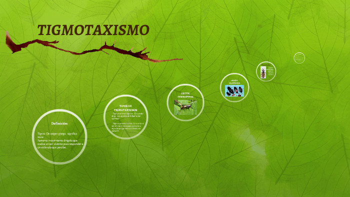TIGMOTAXISMO by Nicolas EH on Prezi
