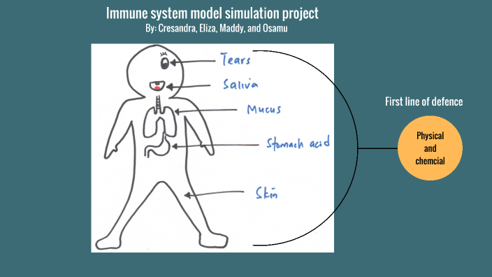 Immune system project by Osamu Aigbe on Prezi