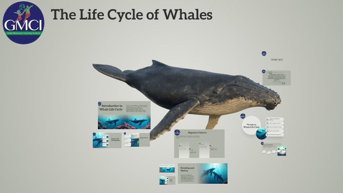 The Life Cycle of Whales by sidra rani on Prezi