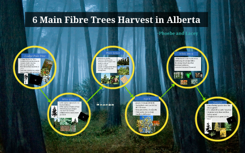 6 Main Fibre Trees Harvest in Alberta by Phoebe Gamao on Prezi