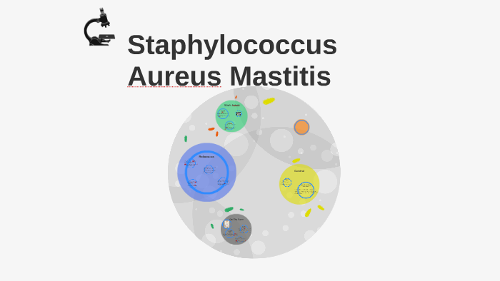 Staphylococcus Aureus Mastitis by Adam Ostrander on Prezi