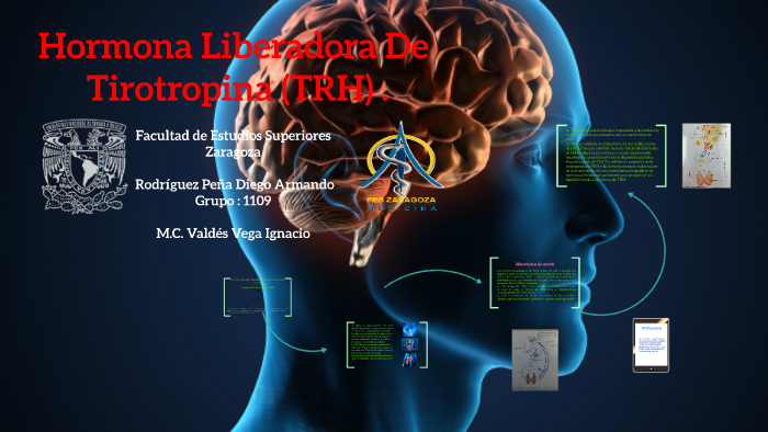 Hormona Liberadora De Tirotropina. by on Prezi