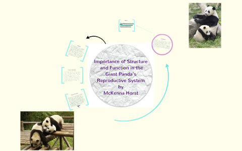 Importance of Structure & Function in Panda Reproduction by McKenna ...