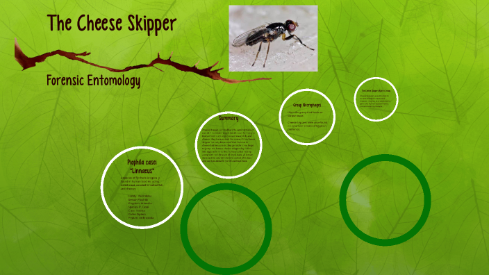 The Cheese Skipper by Katelyn Daly on Prezi