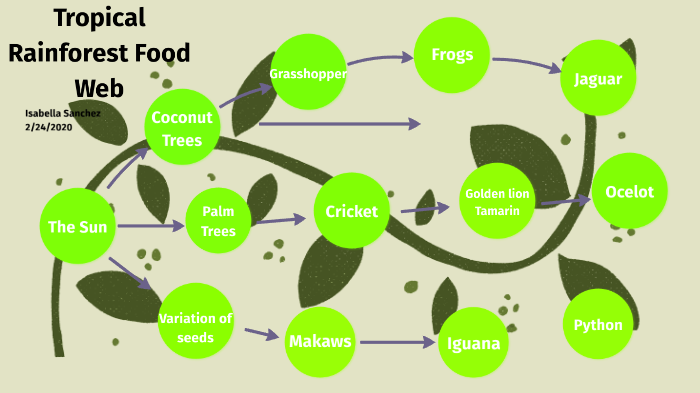 Biome Food Web Project by Isabella Sanchez on Prezi