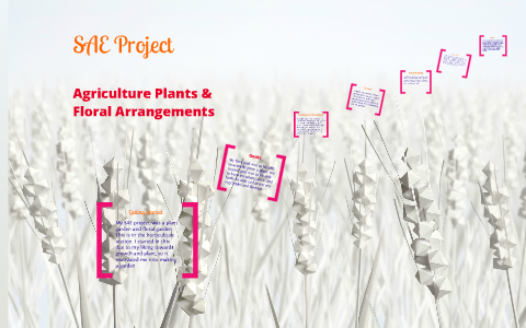 SAE Project by Kevin Derisier on Prezi