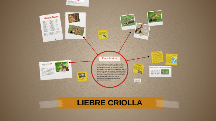 LIEBRE CRIOLLA by CIENCIAS DE LA VIDA on Prezi