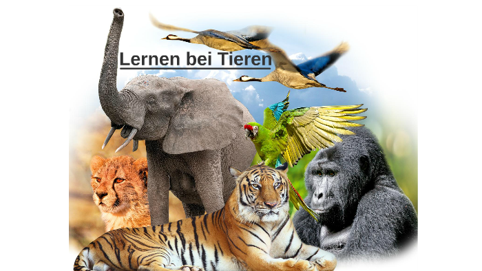 Lernen bei Tieren by Miriam Karoline