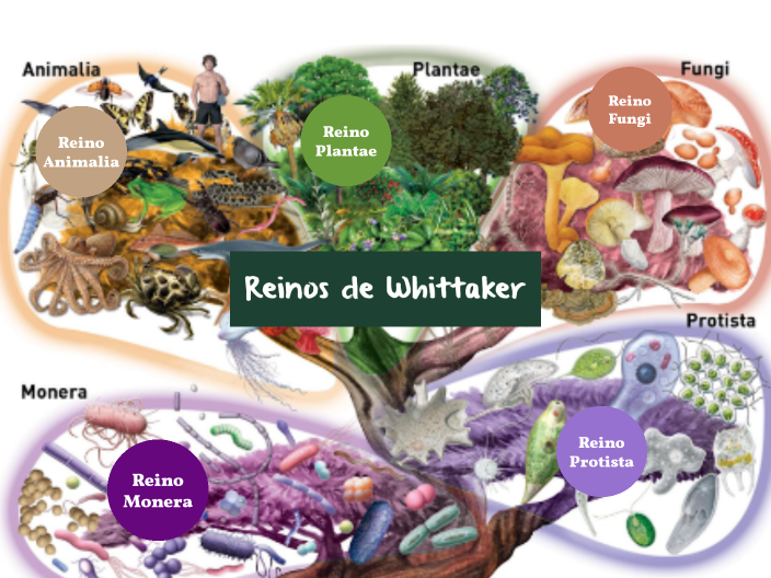 Reinos de Whittaker by Ana Carolina Antunes on Prezi
