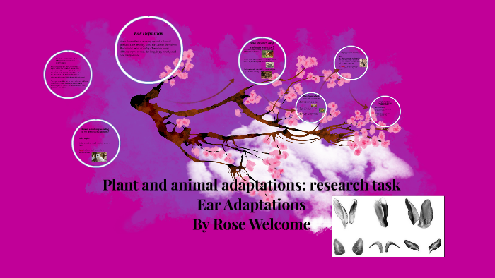 Ear Adaptations by Rose welcome on Prezi