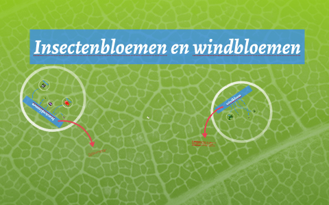 Insectenbloemen en windbloemen by lars achterberg on Prezi