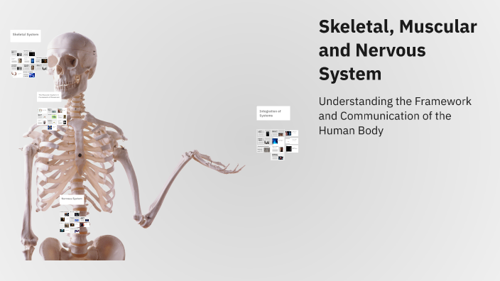 Skeletal, Muscular and Nervous System by Kristine Castillo on Prezi