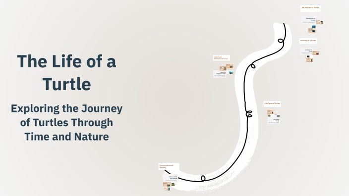 The Life of a Turtle by Angela Atallah on Prezi