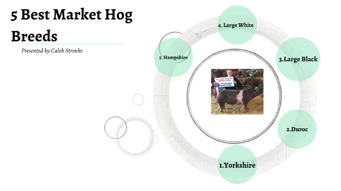 5 best pig breeds for market hogs by caleb stronks on Prezi