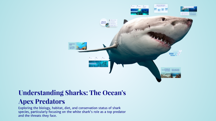 Understanding Sharks: The Ocean's Apex Predators by Lucia Bresemann on ...