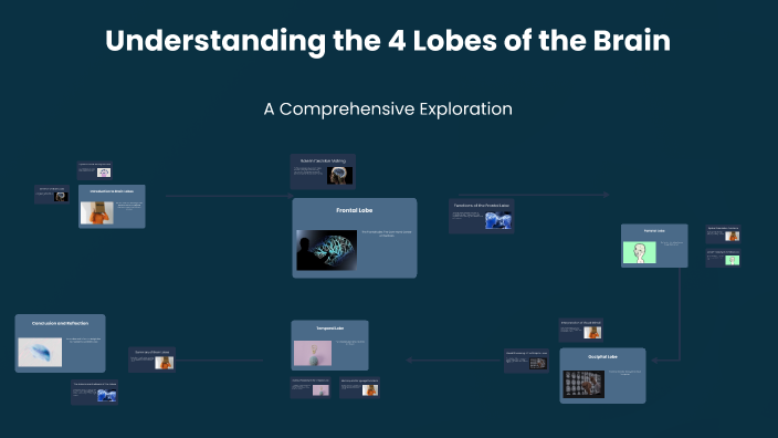Understanding the 4 Lobes of the Brain by Grace Wrona on Prezi
