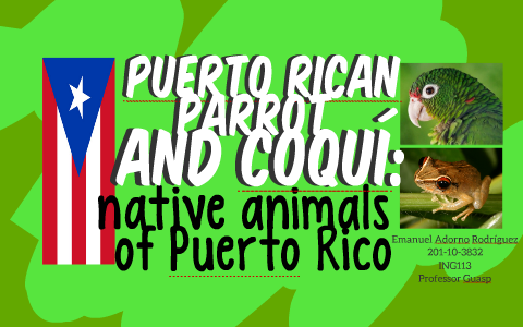 Puerto Rican Parrot & Coquí: native animals of Puerto Rico by Emanuel ...