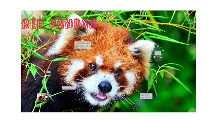 red pandas by Imogen Hyde on Prezi