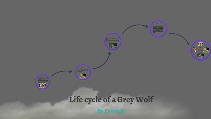 Life cycle of a Wolf by Emma R on Prezi