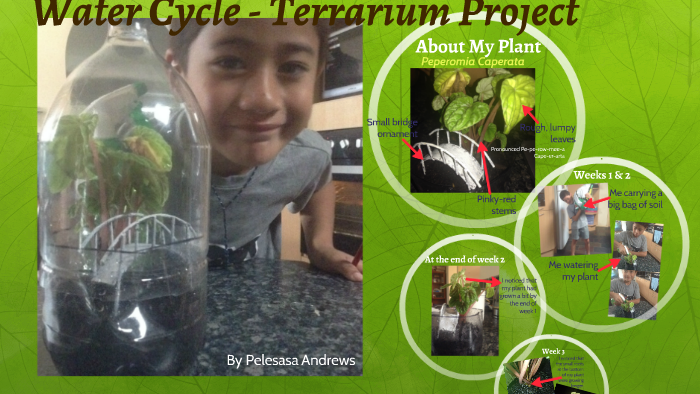 Water Cycle - Terrarium Project by Antonina Andrews on Prezi
