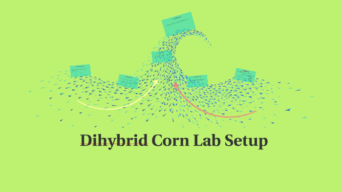 Dihybrid Corn Lab Setup by Megan Persinger
