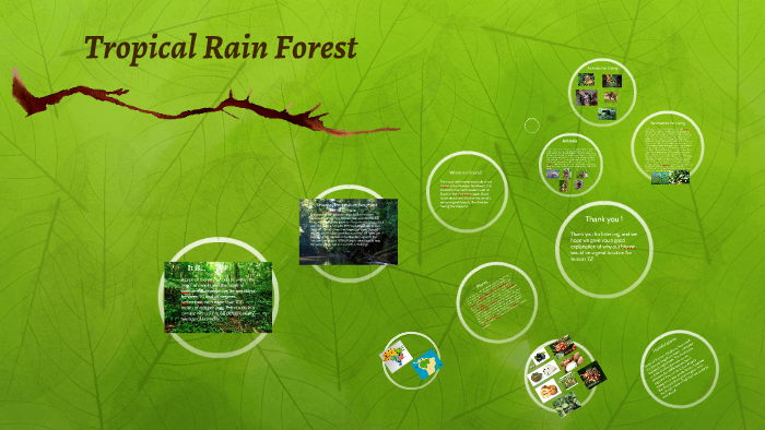 tropical rainforest presentation by on Prezi