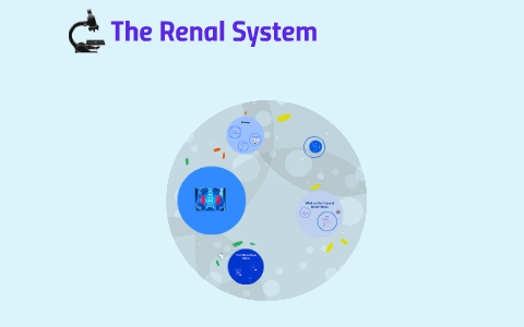 The Renal System by Barbara Biddle on Prezi
