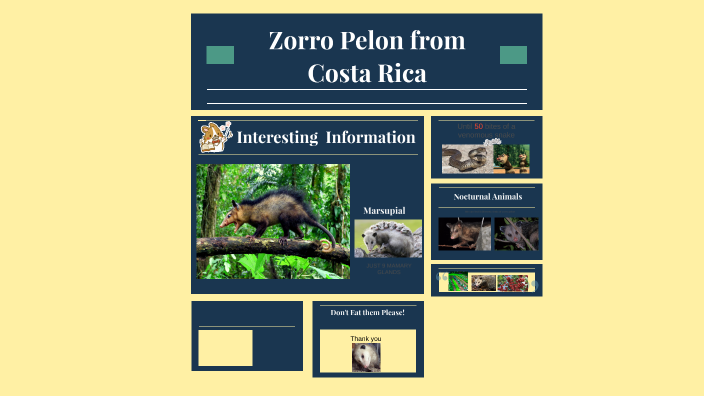 Zorro Pelon Costa Rica by Cristian Fernandez garcia on Prezi