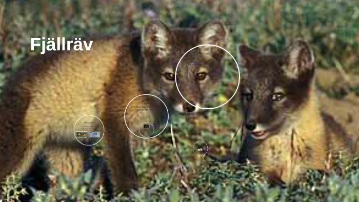 Utseande by Alen Espinosa ramos on Prezi