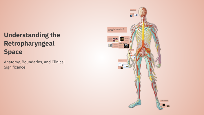 Understanding the Retropharyngeal Space by Charvi Kavali on Prezi